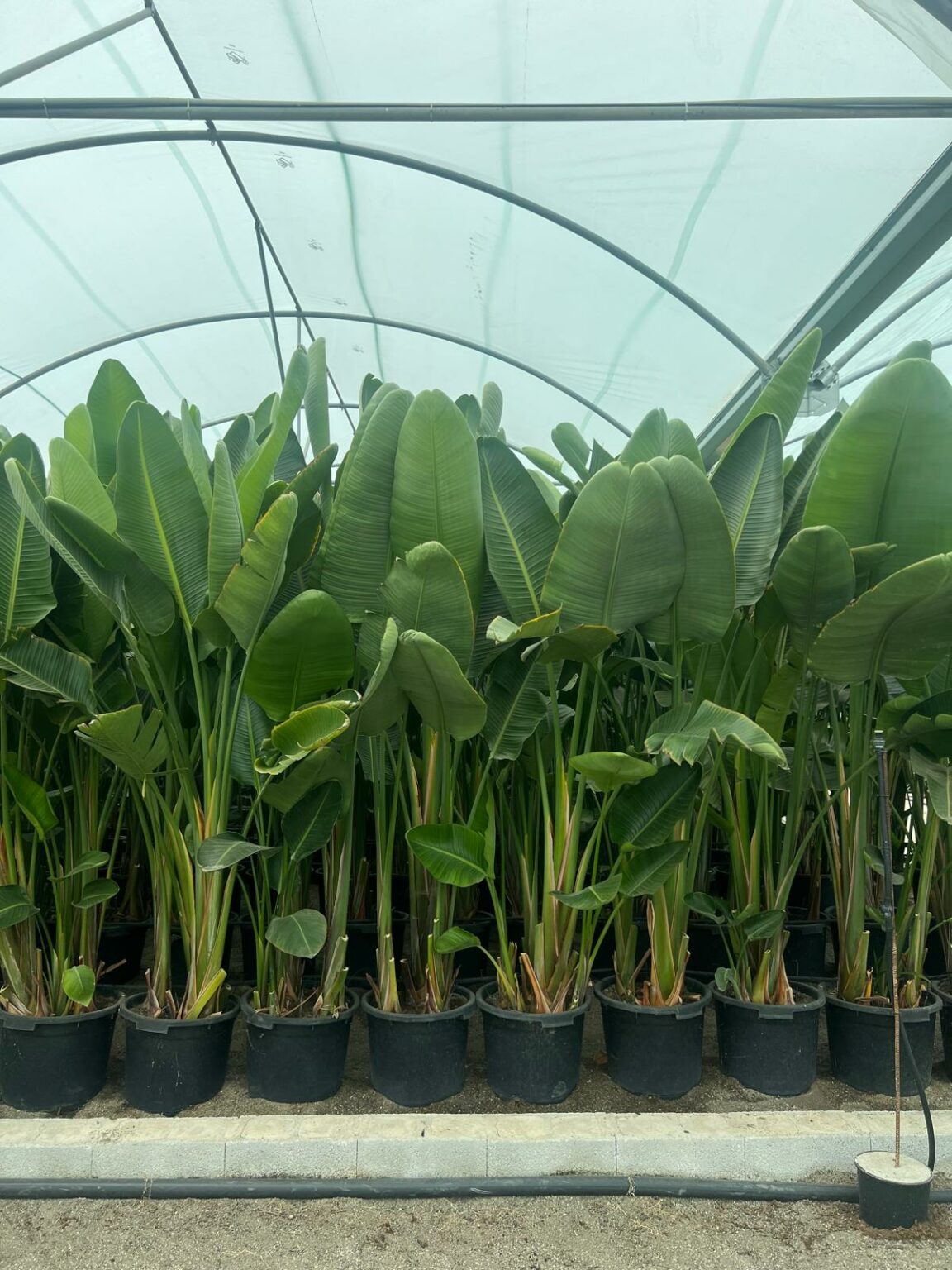 Strelitzia Augusta - Palmeras del Mundo